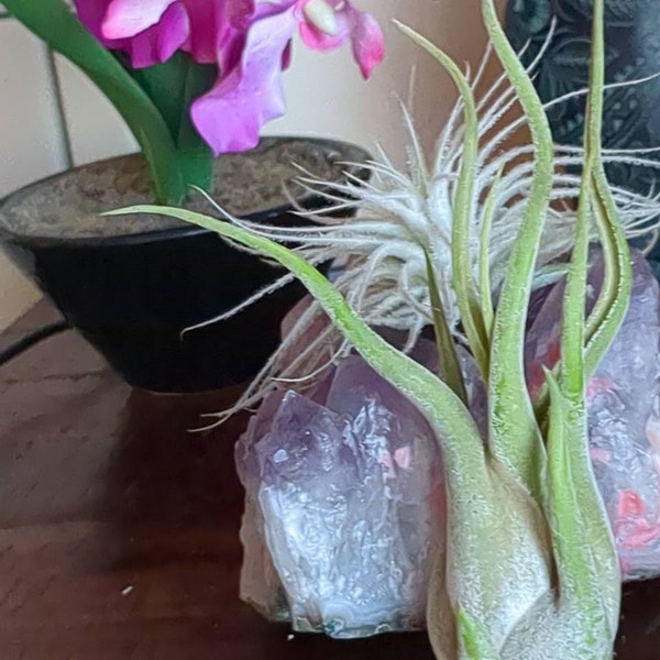 Tillandsia Bulbosa | Alien Air Plant - Etsy