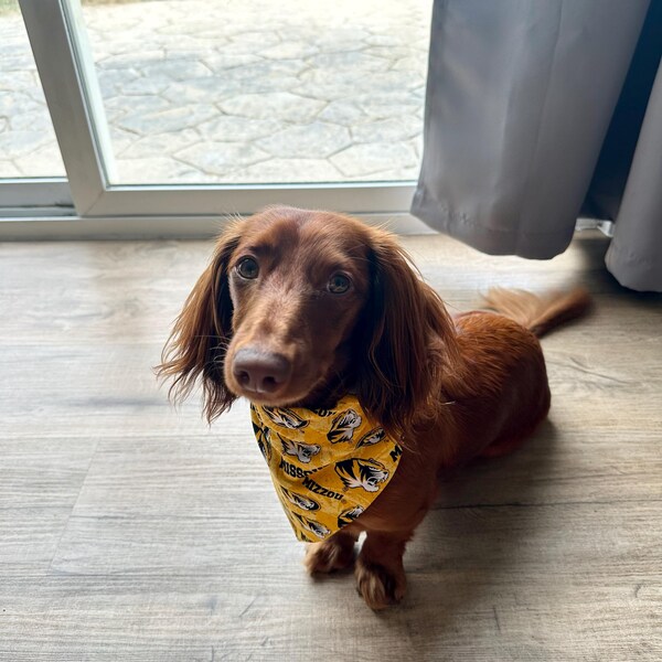 University of Michigan Wolverines Football Fleece Dog Coat, Ncaa/big ...