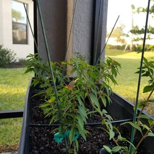 FIREBUSH Firefly Dwarf Scarlet Red Shrub Live Plant Orange Yellow ...