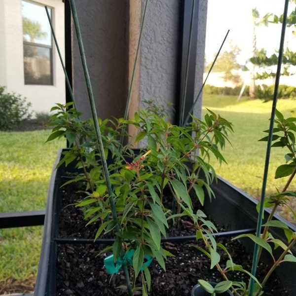 FIREBUSH Firefly Dwarf Scarlet Red Shrub Live Plant Orange Yellow ...