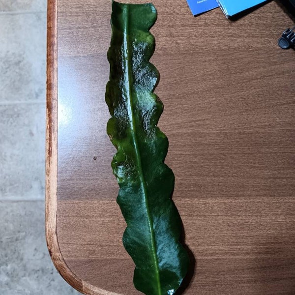 German Empress Epiphyllum 1 Cutting disocactus Phyllanthoides 6 8 ...