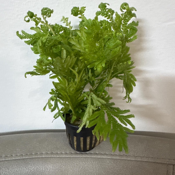 Pogostemon Helferi (downoi Plant) Tissue Culture, Easy Live Aquatic ...