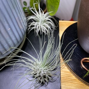 Tillandsia Tectorum Ecuador Fuzzy Snowball - Etsy
