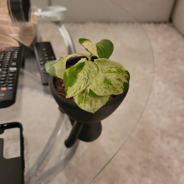 Manjula Pothos - RARE Variegated Manjula Pothos Rooted Plants - White ...