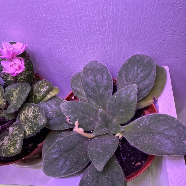Dale's Periwinkle Blush Asian Violet (Primulina) - Live Plant 4" - Etsy.de