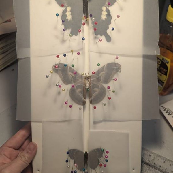 MJB Starter Insect Pinning Kit | Curated Kit for Beginners With ...