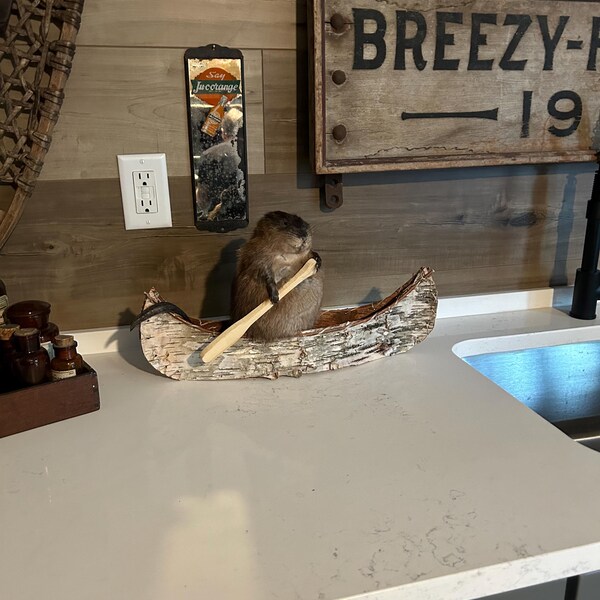 Bull Steer Cow Skull European Mount Taxidermy Texas Skeleton Bone ...