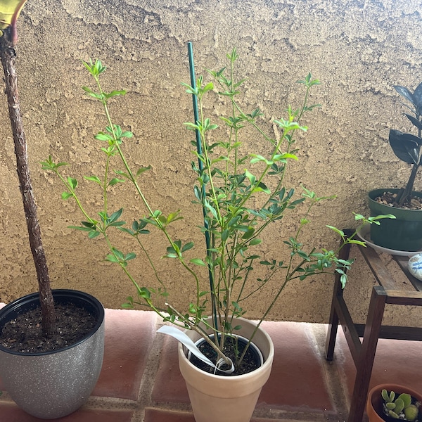 FIREBUSH Firefly Dwarf Scarlet Red Shrub Live Plant Orange Yellow ...