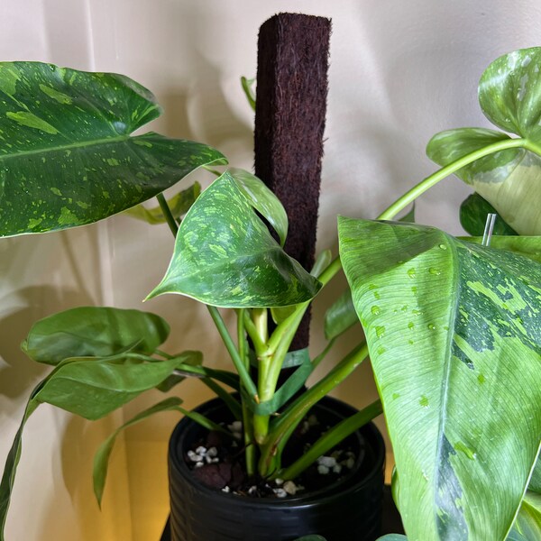 Professional Aroid Climbing Totem - Etsy