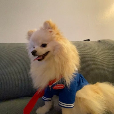 Stranger Things steve Dog Costume name Tag and - Etsy