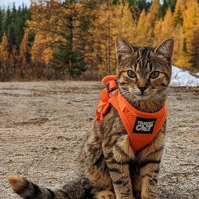 The True Adventurer Reflective Cat & Kitten Harness and Leash Set for ...
