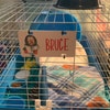 Personalized Hedgehog Name Plate / Hedgehog Sign / Cage Accessory ...