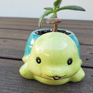 Sea Turtle Planter With Airplant Ceramic Planter Pot With - Etsy