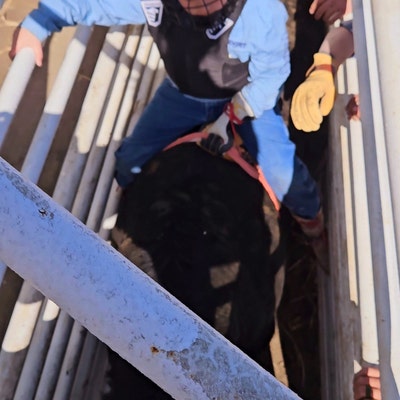 Purple & White Pro 9/7 Right Hand 3/4 X 3/4 Ept Bull Ropes Bull Riding ...