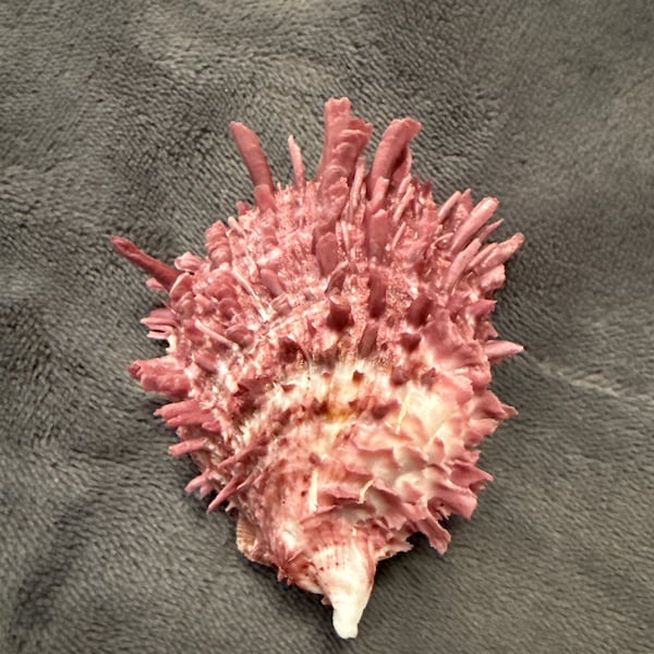 Purple Spiny Oyster Sea Shell Spondylus Squamosus Unique Natural ...