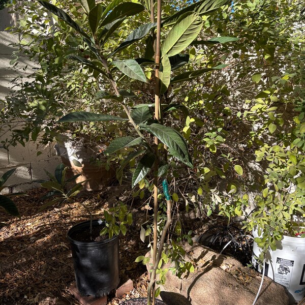 Myrtus Communis 'compacta' Dwarf Myrtle 1 Feet Tall Great for Bonsai ...