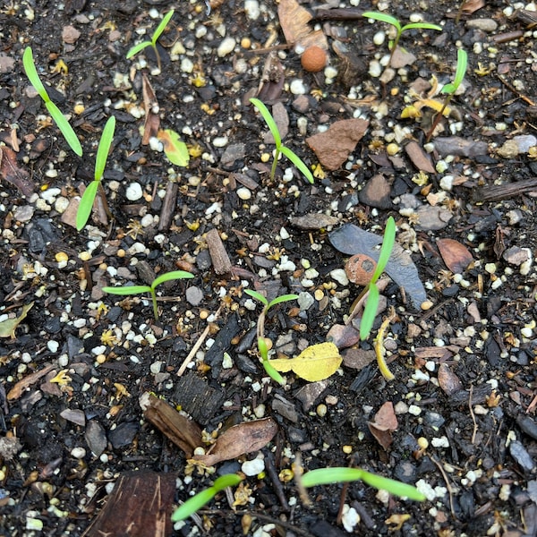 40+ Sedum Emperor's Wave Seeds - Etsy