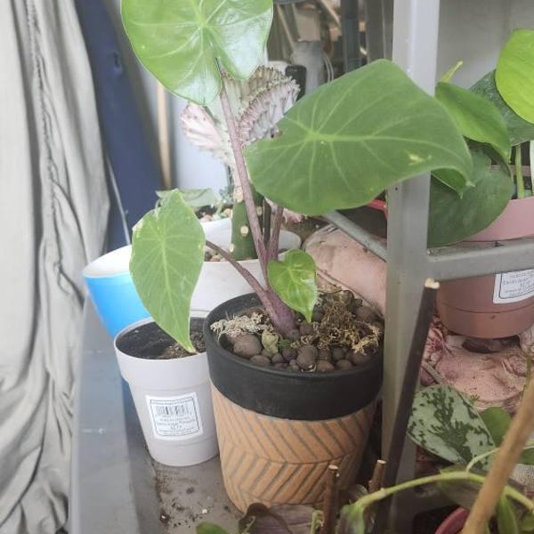 4 Pack: Kangaroo Paw A.K.A. Anigozanthos 'bush Ranger' | Drought ...