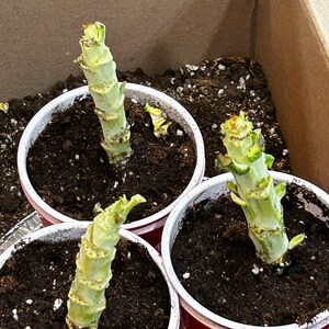 3 Merritt Tree Collard Cuttings - Etsy