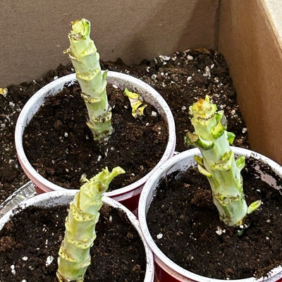 3 Merritt Tree Collard Cuttings - Etsy