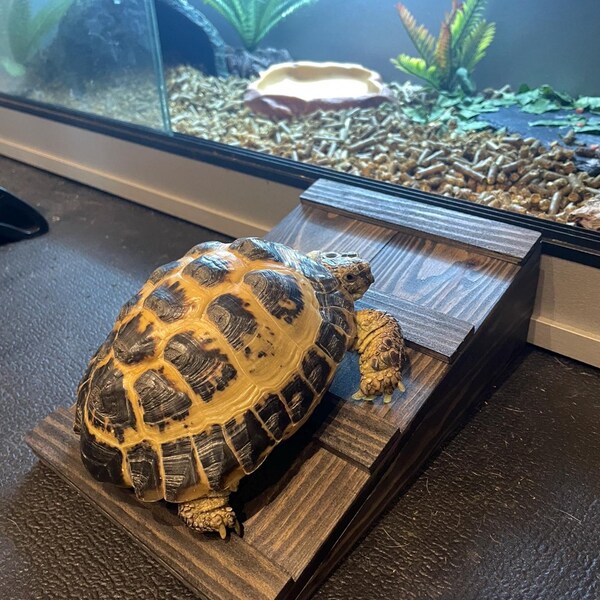 Natural Wooden Reptile Tunnel Hide. Vivarium & Terrarium Decorations ...