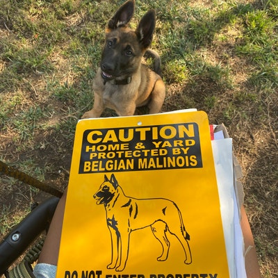 Bouvier Des Flandres Dog Aluminum Sign: 9x12, or 12x18 - Etsy