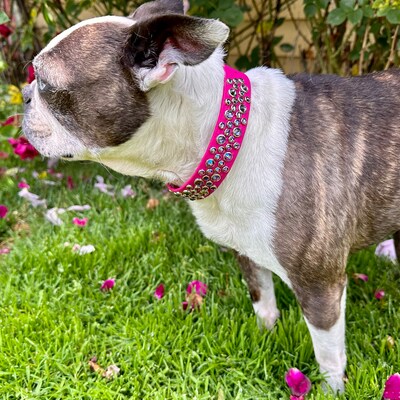 9.5-12.5 Pink Gradient on Pastel Pink Biothane With Magenta Border ...