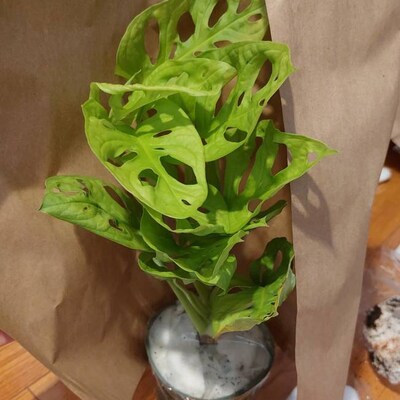 4 Spider Man Monstera Amydrium Medium Silver - Etsy