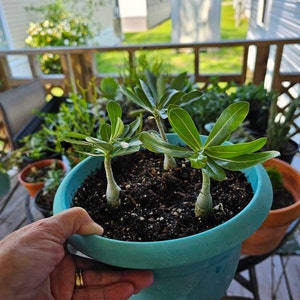 1 Grafted Doubleblack Purple Adenium - Etsy