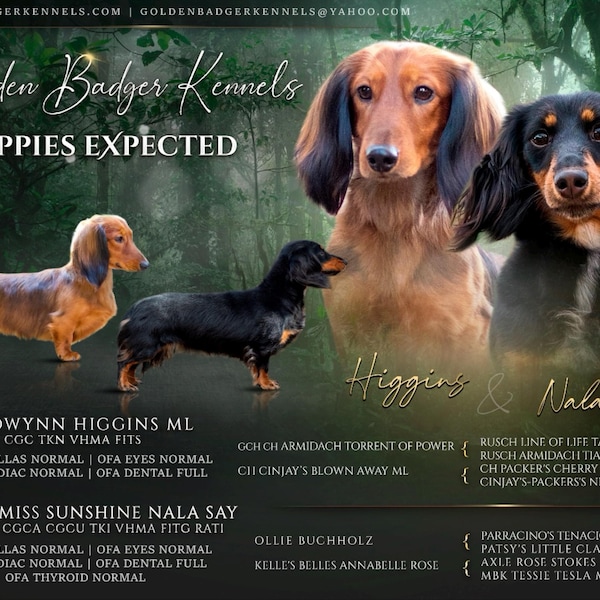 Labrador Retriever Advert for Breeders, Stud Dog Kennel Presentation ...