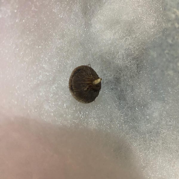 Kumara (aloe) Haemanthifolia - 5 Seeds - Etsy