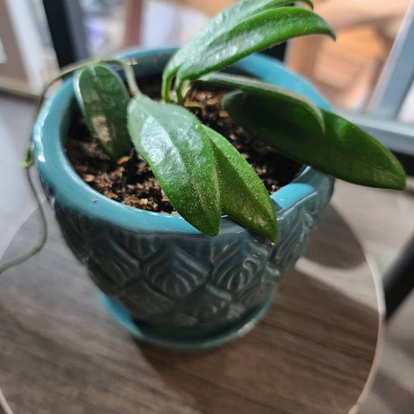 Hoya Mathilde in a 6 Inch Pot / Many Peduncles / Well Established ...