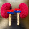 Kidneys Crochet Pattern, Kidney Crochet Pattern, Kidney Amigurumi ...