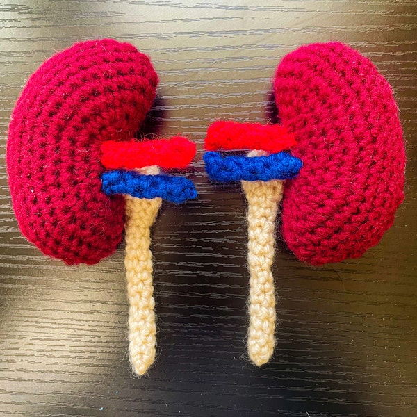 Kidneys Crochet Pattern, Kidney Crochet Pattern, Kidney Amigurumi ...