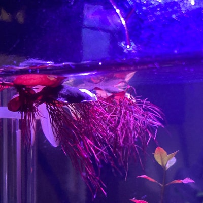 Three Type of Floating Plant Combo amazon Frogbit, Red Root Floater ...