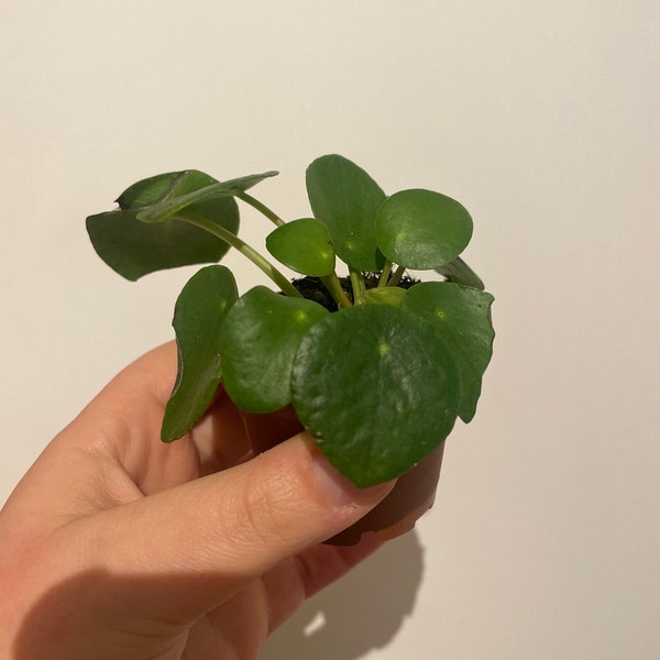 Baby Chinese Money Plant/pilea Peperomioides/mini House Plant - Etsy UK