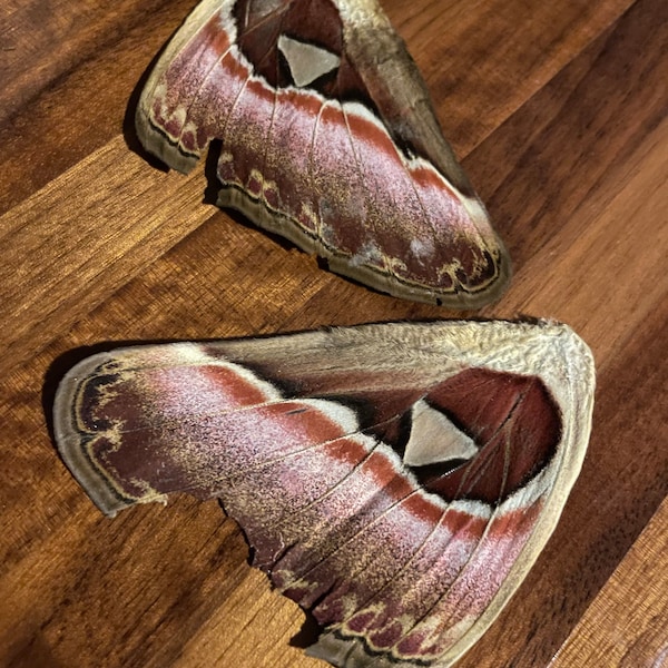 20 A+ to A- Grade Real Butterfly Wings - Curiosity Collection - Craft ...
