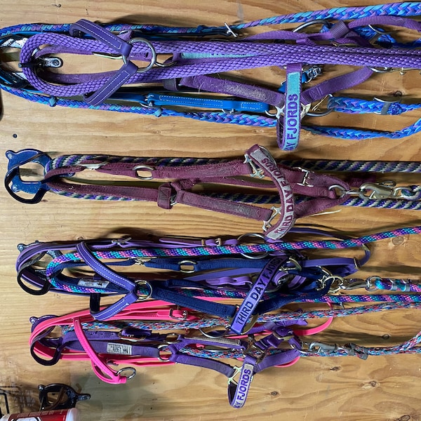 Personalized Nylon Sheep Halter - Etsy