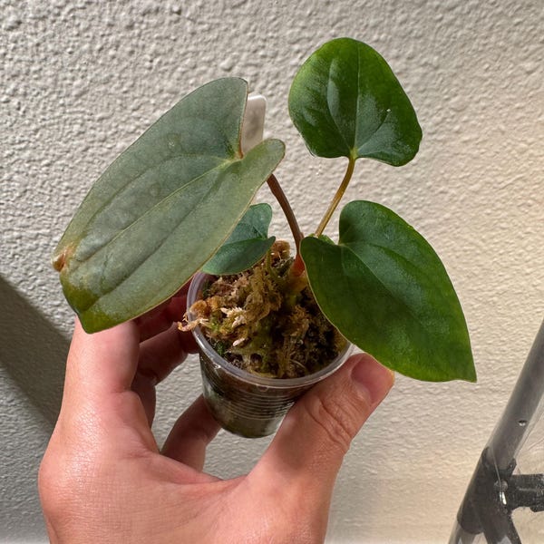 Hoya Lacunosa Silver Mint Coin Lightly Rooted Actively Growing Silver ...
