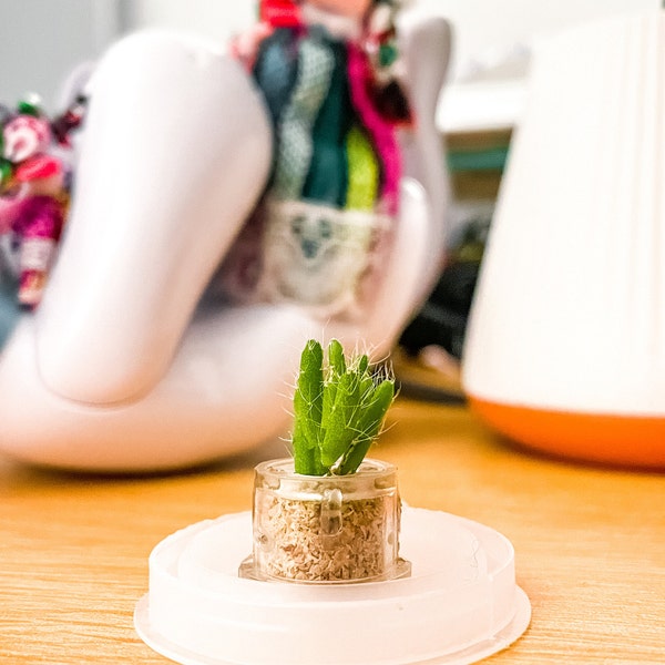 Boo-boo Plant – Live Cactus Terrarium Necklace, Keychain, Magnet - Etsy