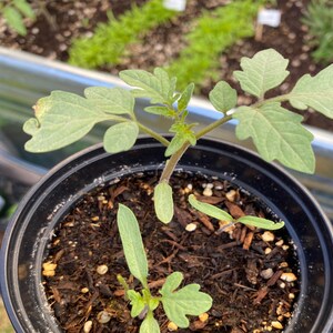 Zapotec ruffled tomato rare Mexican heirloom 15 seeds loves | Etsy