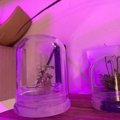 Rainbow Floral Terrarium Self Grow, Maintenance Free coleus 4 Dom - Etsy