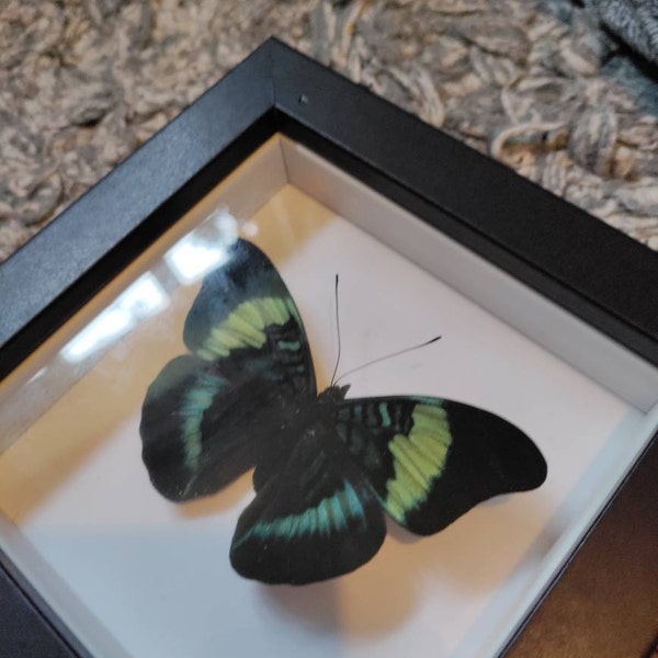 The Prola Beauty,panacea PROLA , Real Butterfly ,spread Butterfly , for ...