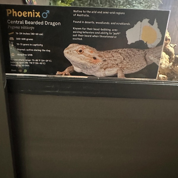 Custom Corn Snake Decal, Personalized Snake Name Tag, Vinyl Sticker ...