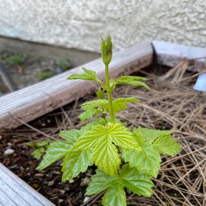 Live Hops Plants humulus Lupulus 3.5 Potted Plants - Etsy