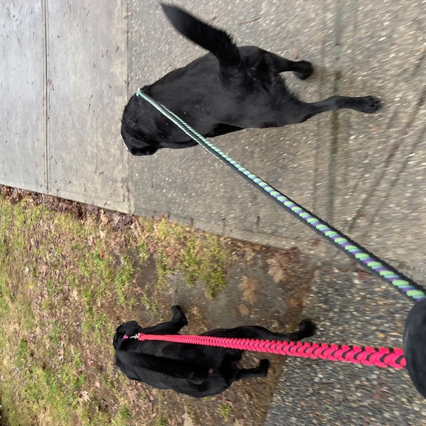 10 Pack Snake Weave Neon Zipper Pulls 2 Inches Long | KYA Paracord ...