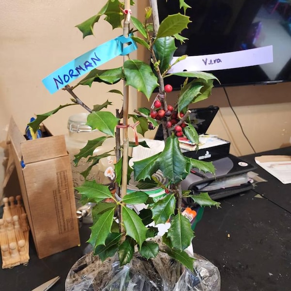 Viburnum × Burkwoodii 'mohawk' - Burkwood Viburnum - Live Plant - 4 ...