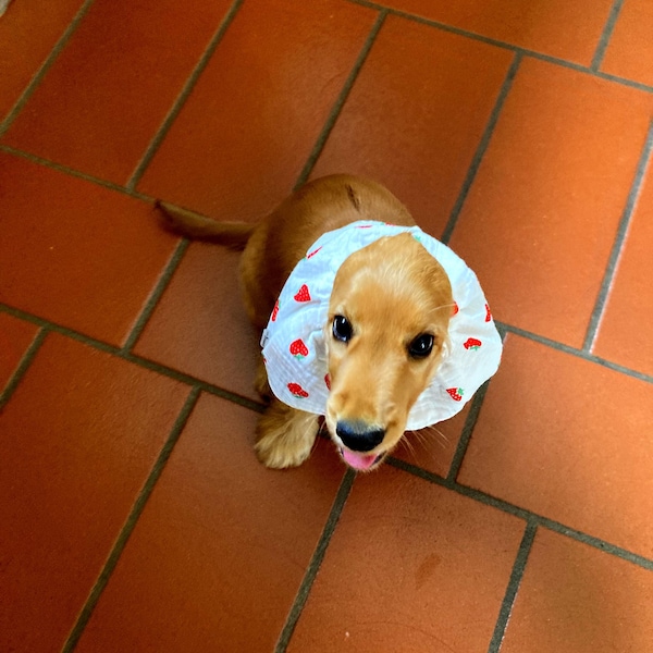 Cotton White Dog Snood tuti-fruti Muslin Cocker Spaniel Snood Basset ...