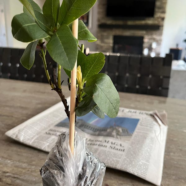 Athens Blue Princess Glory Bush Plant~~tibouchina Urvilleana~small ...