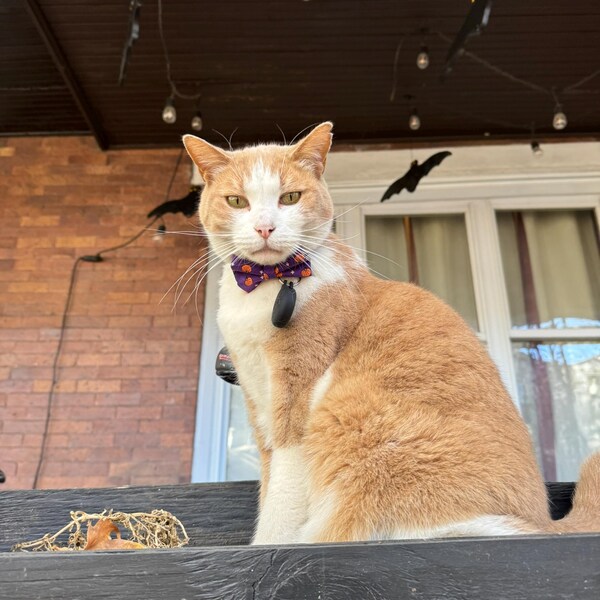 Cat Bell Cute Jingle Bell / Cat Collar Bell / Cat Collar With Bell ...